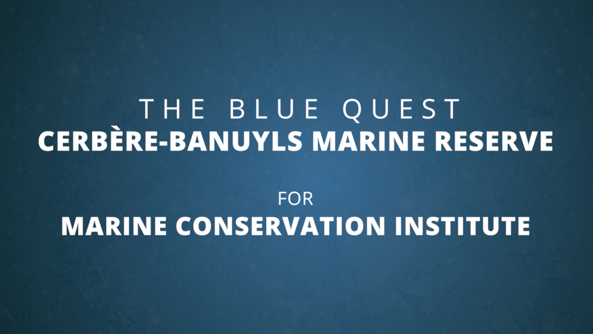 News - The Blue Quest